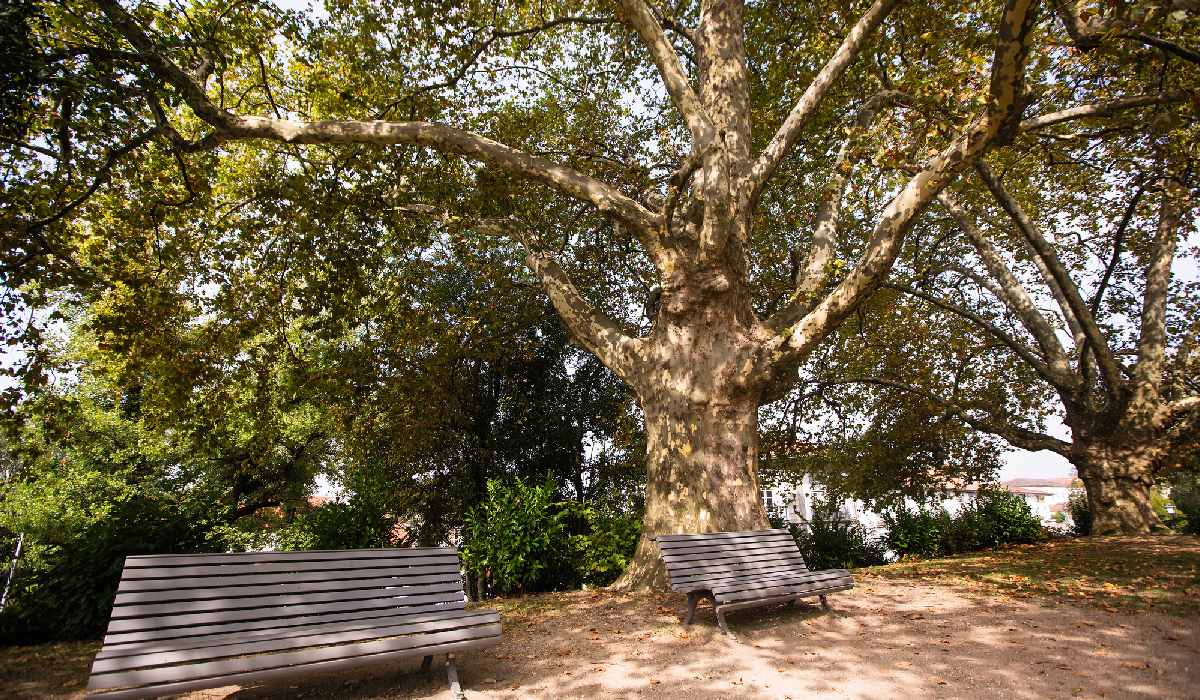5 Best Shade Trees to Plant This Summer for an Amazingly Cool Yard ...